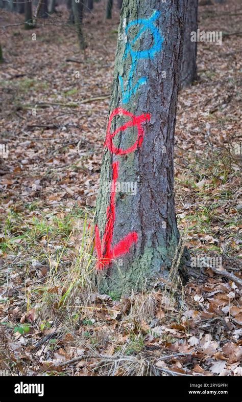 Tree Marked With Signs For Cutting Down In The Forest Stock Photo Alamy