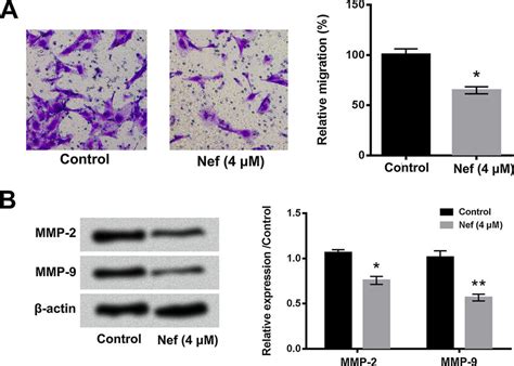 Nef Inhibited Migration Of Gist T1 Cells A Migrated Gist T1 Cells