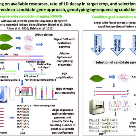 Genotyping Strategies For Candidate Gene And Genome Wide Association Download Scientific