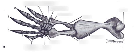 Turtle Forelimb Diagram Quizlet