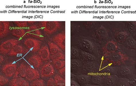 Intracellular Fluorescence Of Sio 2 Nanoparticles From A Acceptor 1a