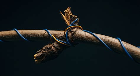 Biomass Energy Sources → Term