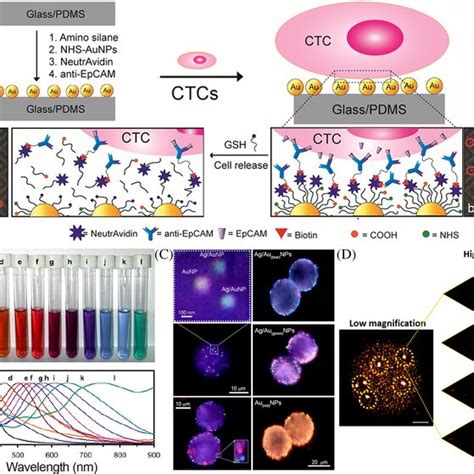 Immunoplasmonic µ‐chips Facilitating In Situ Ctc Analysis A‐i