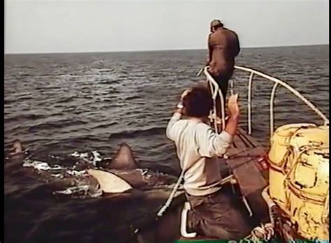 Pin By Pgi On Jaws The Meg Jaws Movie Shark Jaw
