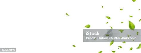 녹색 잎 프레임 에코 비건 유기농 디자인 요소 하얀 긴 깃발에 떨어지는 잎 뷰티 제품 웨이브 단풍 장식 신선한 차 배경 화장품 패턴 테두리 벡터 일러스트레이션 0에 대한