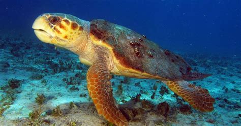 The Life Cycle Of Sea Turtles Registration Required 138 E Lemon St