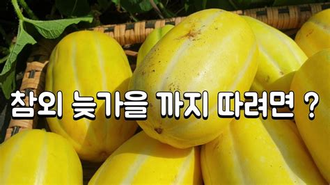 참외재배 ️ 참외 늦가을 까지 따려면 어떤 관리를 해주어야 할까요 Youtube