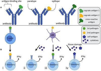 Frontiers Virus Induced T Cell Mediated Heterologous Immunity And Vaccine Development