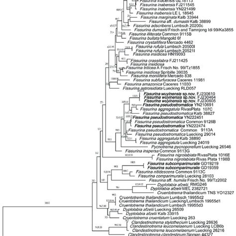 Phylogenetic Tree Generated From Maximum Likelihood Ml Analysis Based