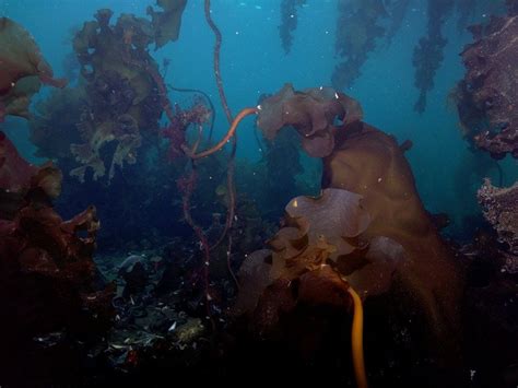 what are common depths for subsea imaging comparison of subsea cameras