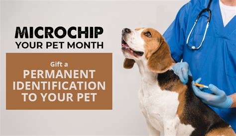 Microchip Your Pet Month Gift A Permanent Identification To Your Pet Discountpetmart