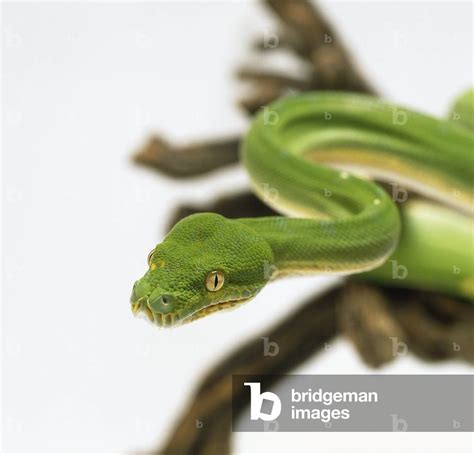 Image Of Close Up Of The Head Of A Green Tree Python Showing