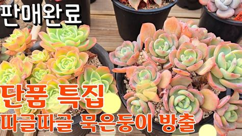 2월28일 분채배송🟡소품 중품으로 단품특집 70여종 국민다육이 준비해봤어요 01048583904 다육이 다육식물