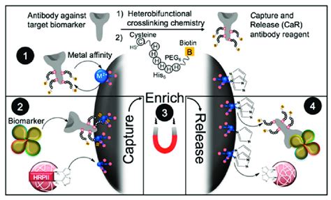 Schematic Illustration Of Conjugation Strategy And Operation Principle Download Scientific