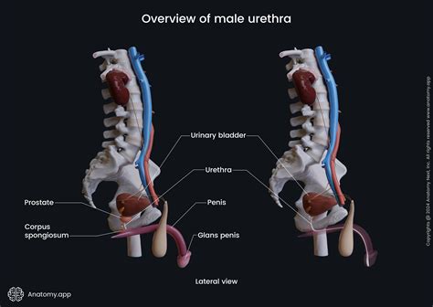 Overview Of Male Urethra Anatomyapp