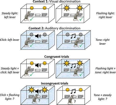 Response Choice During Stimulus Conflict Experiment 2 Schematic Of Download Scientific