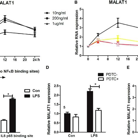 Malat1 Activated Lps Stimulated Dendritic Cells Dcs Download Scientific Diagram