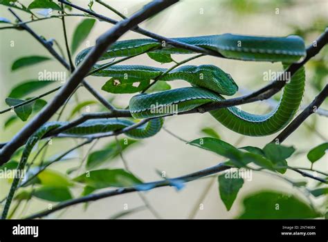 A Green Venomous Pit Viper Snake Trimeresurus Sp Coiled Up On A Tree Thailand Stock Photo