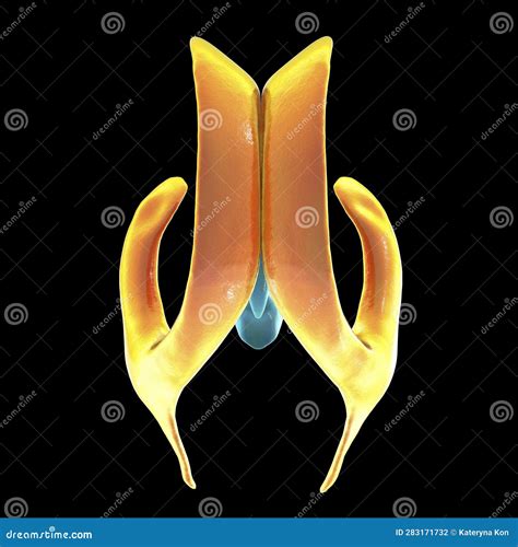 The Lateral Brain Ventricles Illustration 283171723