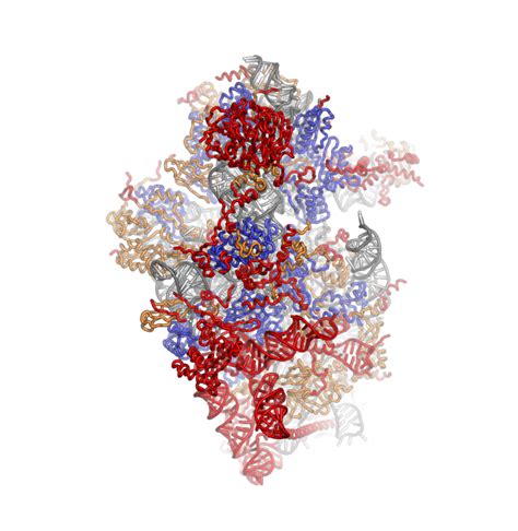 Eukaryotic Ribosome 80s Encyclopedia Mdpi