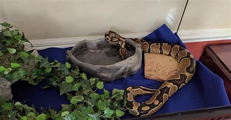 My Danger Noodle Has Gotten Big 3yr Old Het Pied Ball Python ~3ft