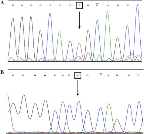 Sequence Electropherogram Traces Showing The Region Of Mutation