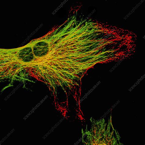 Fibroblasts Stock Image C036 2353 Science Photo Library