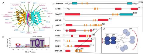 Lc8 Hub Binding Motif And Multivalent Partners A Ribbon Diagram Of Download Scientific