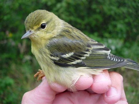 Blackpoll Warbler Fall