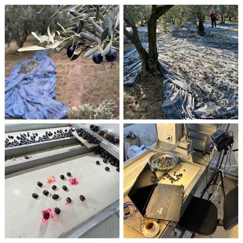 Video Talha Ali Arslan On Linkedin Olive Prototyping Opencv Agritech Computervision