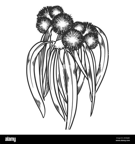 Hand Drawn Essential Oil Plants Drawing Of Eucalyptus Or Eucalyptus