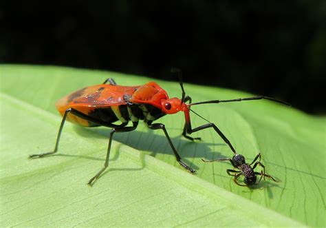 Red Bugs Dindymus Rubiginosus Bali Wildlife