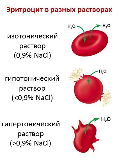 Осмос