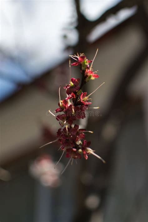 Red Flower Hanging By A Tree Stock Image Image Of Blooming Garden