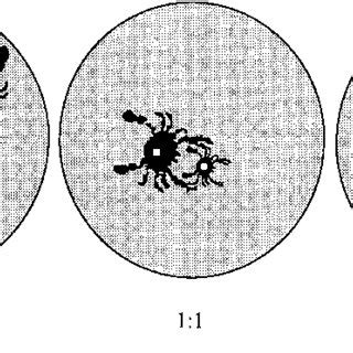 Sex Ratio Experimental Design Three Sex Ratio Treatments Are Shown And Download Scientific