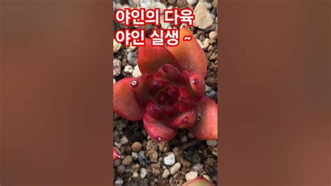 하루 마무리 잘 하시고 꿀잠요~ 임영웅 파종이 실생 다육 다유기 다육이 다육식물 반려식물 다육판매 다육이판매 다육이키우기 다육인스타그램 매혹이 청주