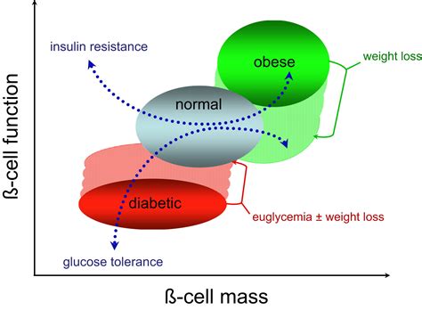 The Stunned β Cell A Brief History Cell Metabolism