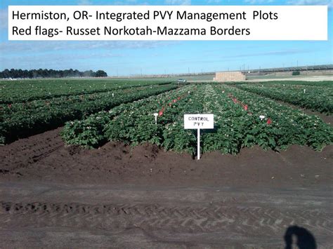 Ppt Use Of Trichoderma Pseudomonas And Bacillus Spp In Ipm Programs Powerpoint Presentation