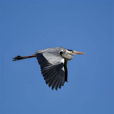 Corinne Schmidt Affiliate Marketing Specialist Wholesome Alive