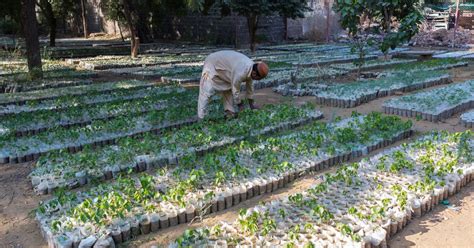 Climate Change How To Plant Trillions Of Trees Without Hurting People And The Planet Vox