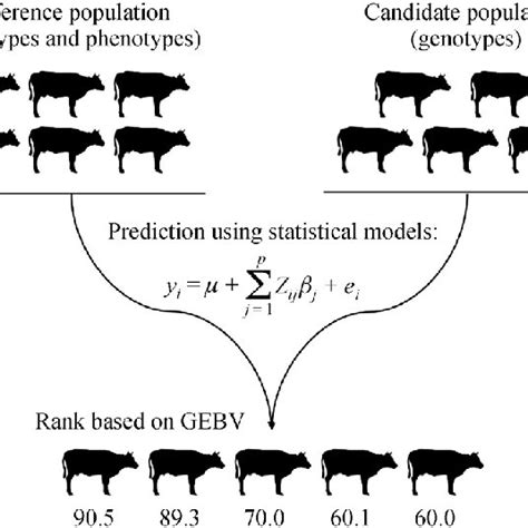 Pdf Statistical Considerations For Genomic Selection