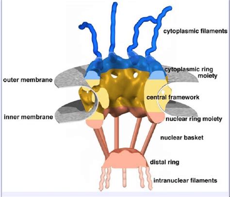 3d Consensus Model Of The Npc The Main Structural Components Of The