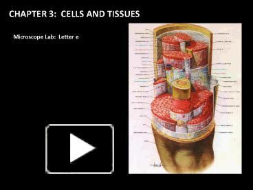 PPT CHAPTER CELLS AND TISSUES PowerPoint Presentation Free To View Id Fef MjRiY