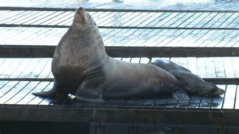 Giant Steller Sea Lion Chonkers Draws Crowds To San Franciscos Pier