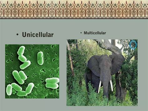 Classification Of Living Things Ppt