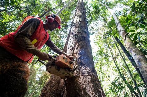 Logging Carbon By Trailing Loggers