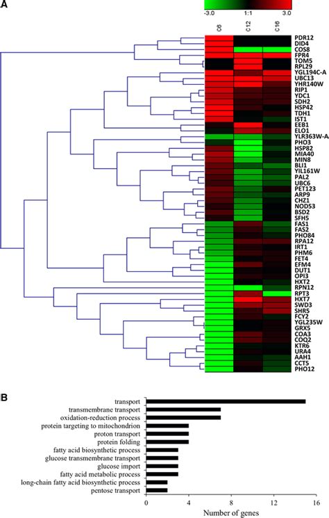 hierarchical clustering of expression of 58 selected genes log2 ratio