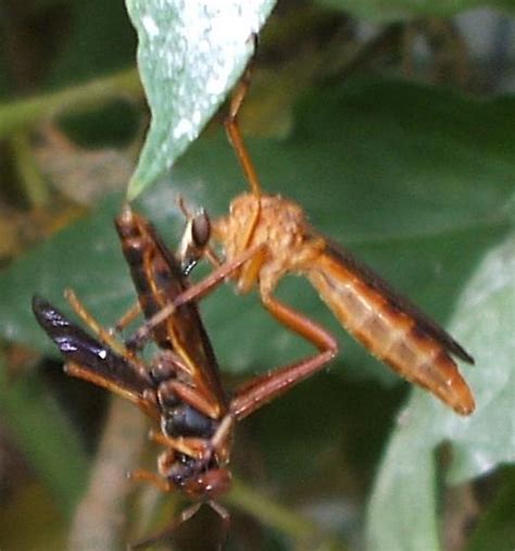 Bug Eating Bug Diogmites Bugguidenet