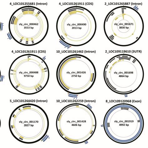 Annotated Au Containing Circular Rna Sequences Derived From Protein