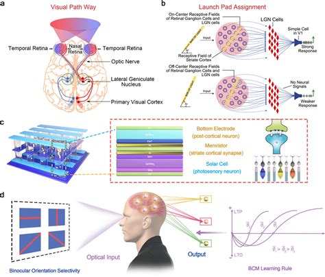 Artificial Striate Cortex Based On Self Powered Memristor A The